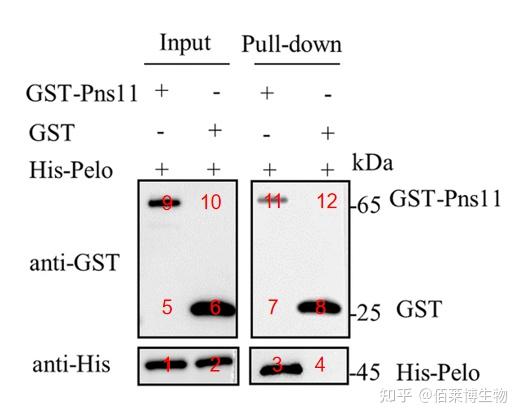 Co-IP与GST Pull-down蛋白质互作技术简介 - 知乎