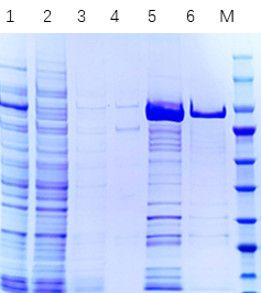 高通量自动化蛋白纯化工作站（PP24)助力AI驱动的酶进化 - 知乎