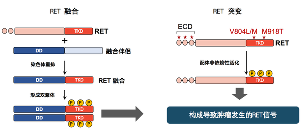 RET靶向治疗再传捷报！罕见驱动突变基因检测为大势所趋 - 知乎
