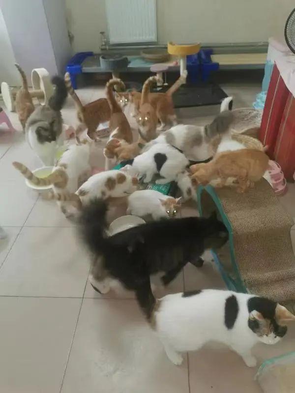 太可怜了!北京街头的流浪猫,在疫情爆发的当下,紧急求援! 知乎