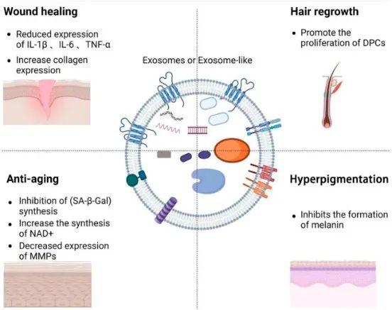 外泌体应用大放送：医美方向 - 知乎