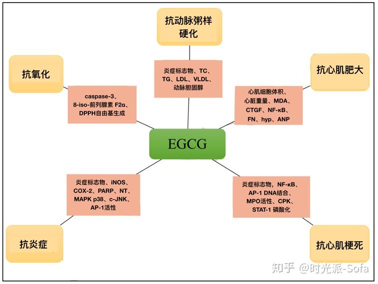 爱饮绿茶活得久？解析绿茶关键成分EGCG - 知乎
