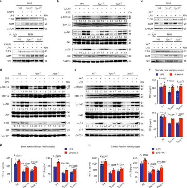 Nat Commun︱曹蔚/李小强团队在内毒素血症发病机制与药物治疗方面取得新突破 - 知乎