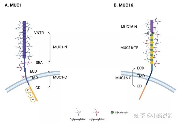 靶点说 | MUC1和MUC16 - 知乎