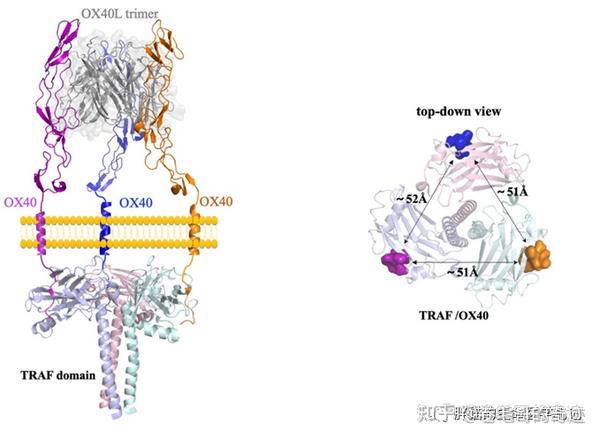 OX40-OX40L信号通路 - 知乎