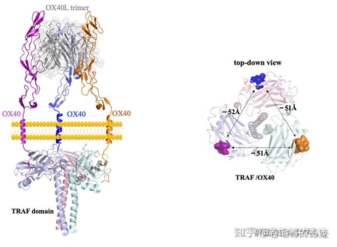 OX40-OX40L信号通路 - 知乎