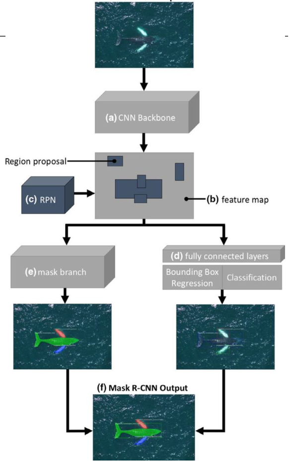 无人机和卷积神经网络促进了自动化和准确的鲸类物种识别和摄影测量 - 知乎