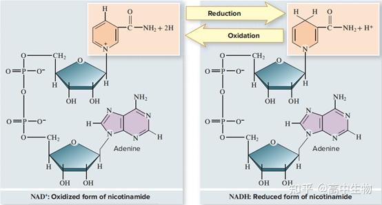 NADH和NADPH - 知乎