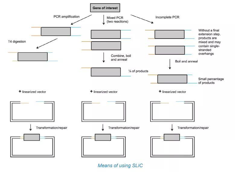 分子克隆——不依赖于序列和连接的克隆（SLIC） - 知乎