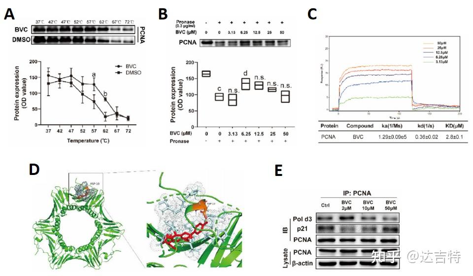 中国医学科学院发现中药补骨脂活性成分靶向PCNA促进肝再生 - 知乎
