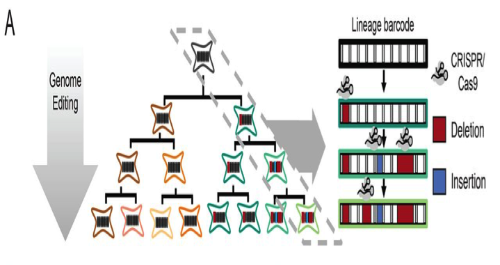 追踪细胞谱系：探寻多细胞生物命运的选择 - 知乎