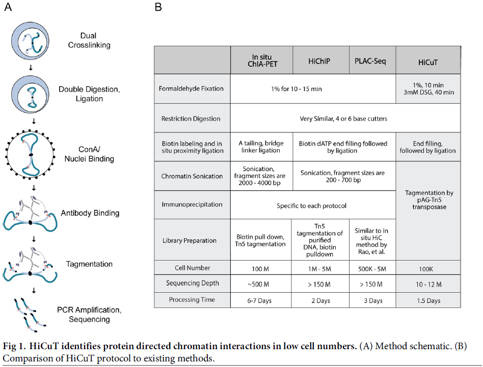 Hi-C 3.0融合CUT&Tag，表观新技术HiCUT上市！ - 知乎