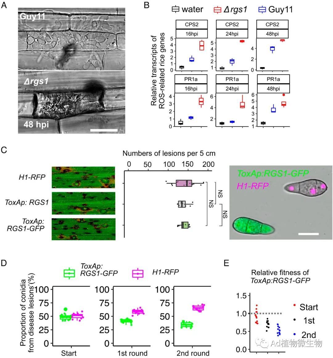 PNAS | 研究揭示稻瘟病菌侵染植物期间效应蛋白基因表达的调控机制！ - 知乎