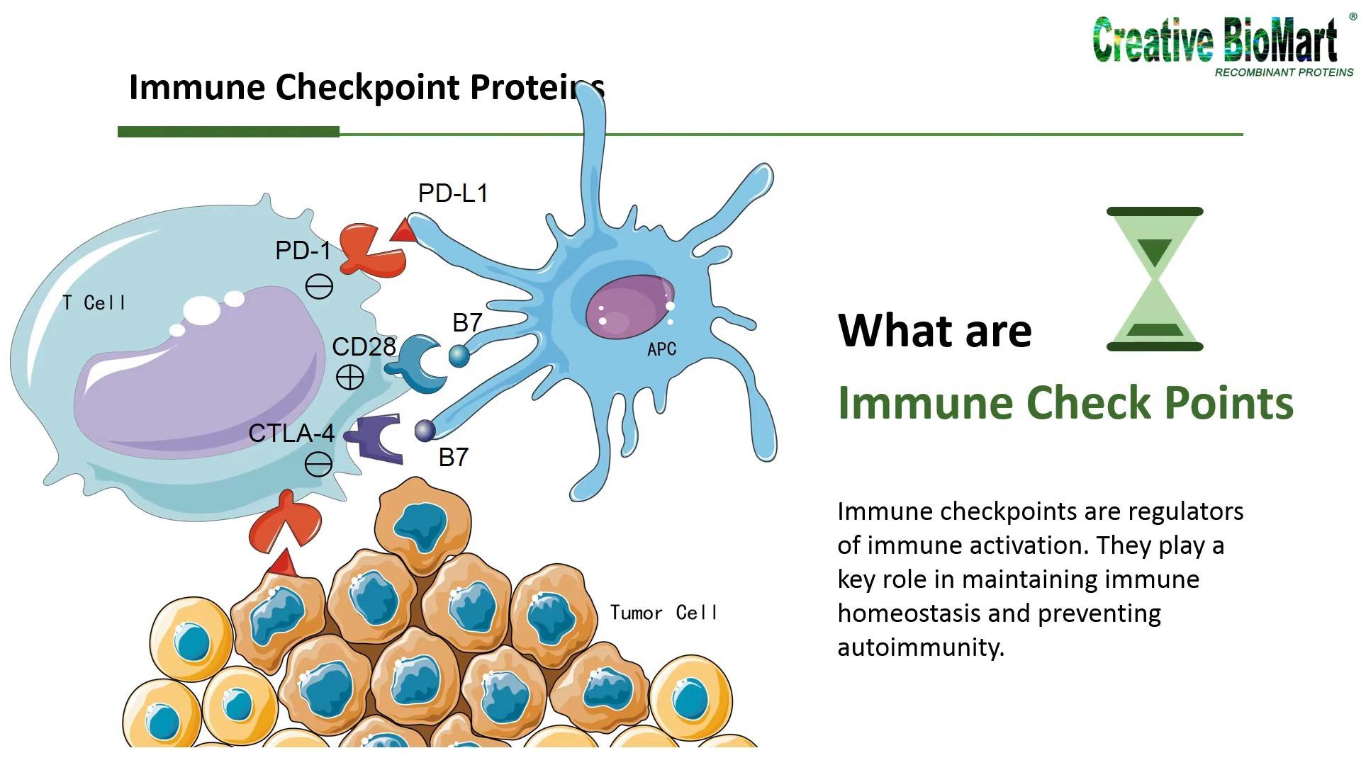免疫检查点（Immune checkpoint）的功能是什么？ - 知乎