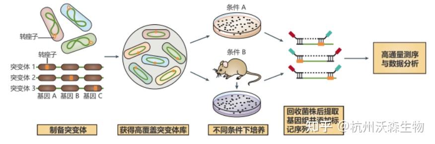 微生物遗传研究利器—Tn-Seq 转座子测序技术 - 知乎