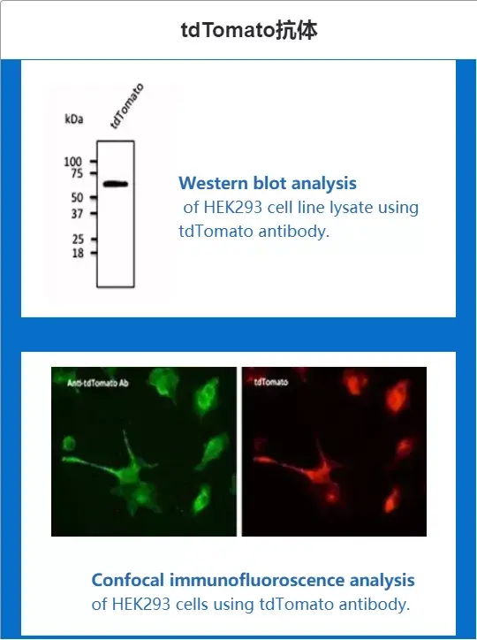 亮度最强的荧光蛋白-tdTomato - 知乎