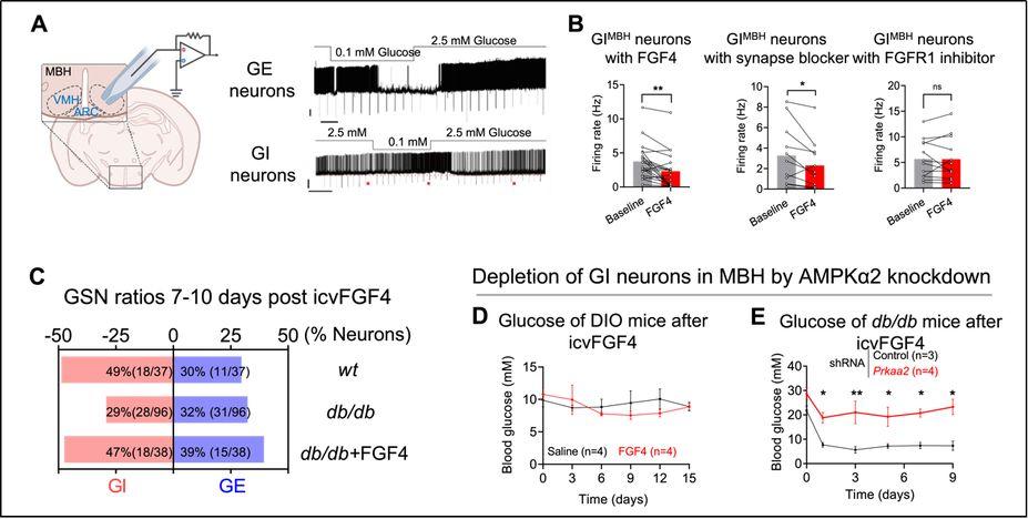 Cell Metab：黄志锋/沈伟团队报道通过大脑介导超长效降糖新机制 - 知乎