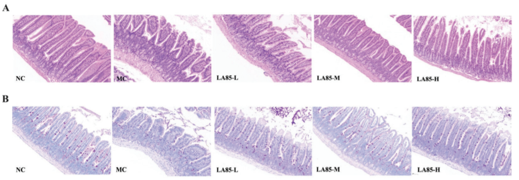 微·益菌 |嗜酸乳杆菌LA85通过调节肠道微生物群从而改善环磷酰胺诱导的免疫抑制 - 知乎