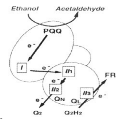 PQQ（吡咯喹啉醌） - 知乎