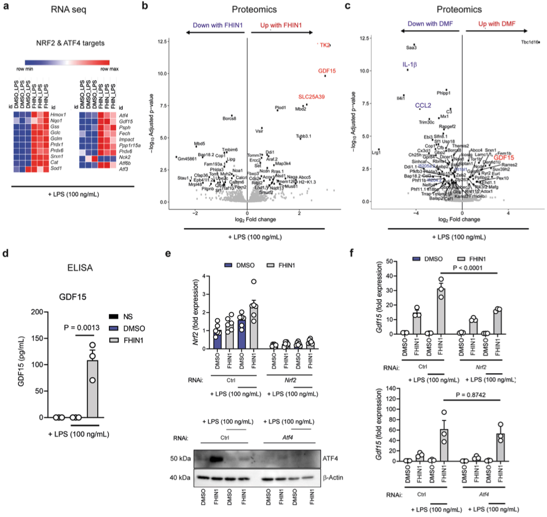 Nature丨巨噬细胞富马酸水合酶抑制 mtRNA 介导的干扰素产生 - 知乎