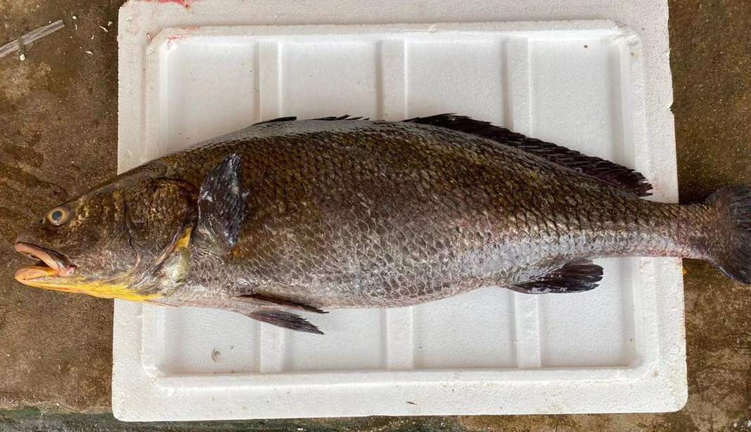 唯一一种国一海鱼，几乎被吃没了，吃的还不是它的肉？ - 知乎