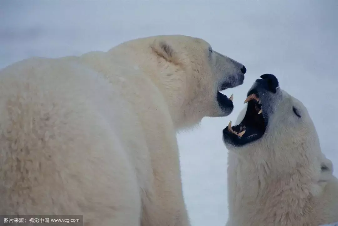 【动物小百科】眼见不一定为实｜你可能不知道的北极熊冷知识 - 知乎