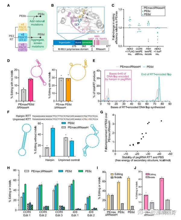 Cell | 更高效、更紧凑的先导编辑器，效率提升24倍 - 知乎