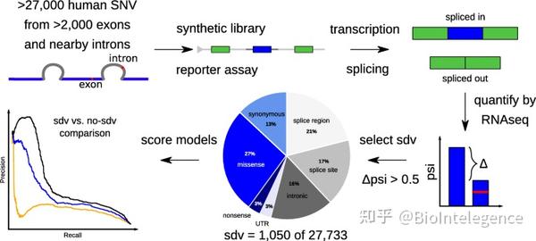 CADD-Splice——使用深度学习衍生的剪接分数改进全基因组变异效应预测 - 知乎