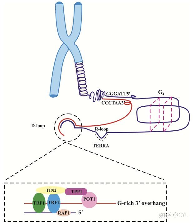 【文献翻译】端粒处的 Shelterin 复合物：对衰老的影响 - 知乎