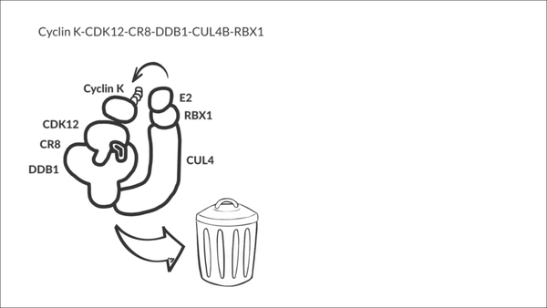 非度胺类molecular glue degrader之CR8 - 知乎