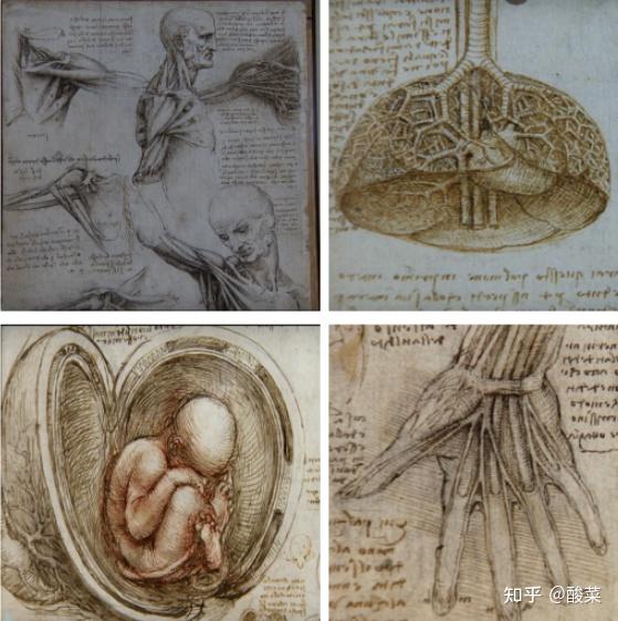 医学人体解剖手绘：科学与艺术交织的生命真实 - 知乎