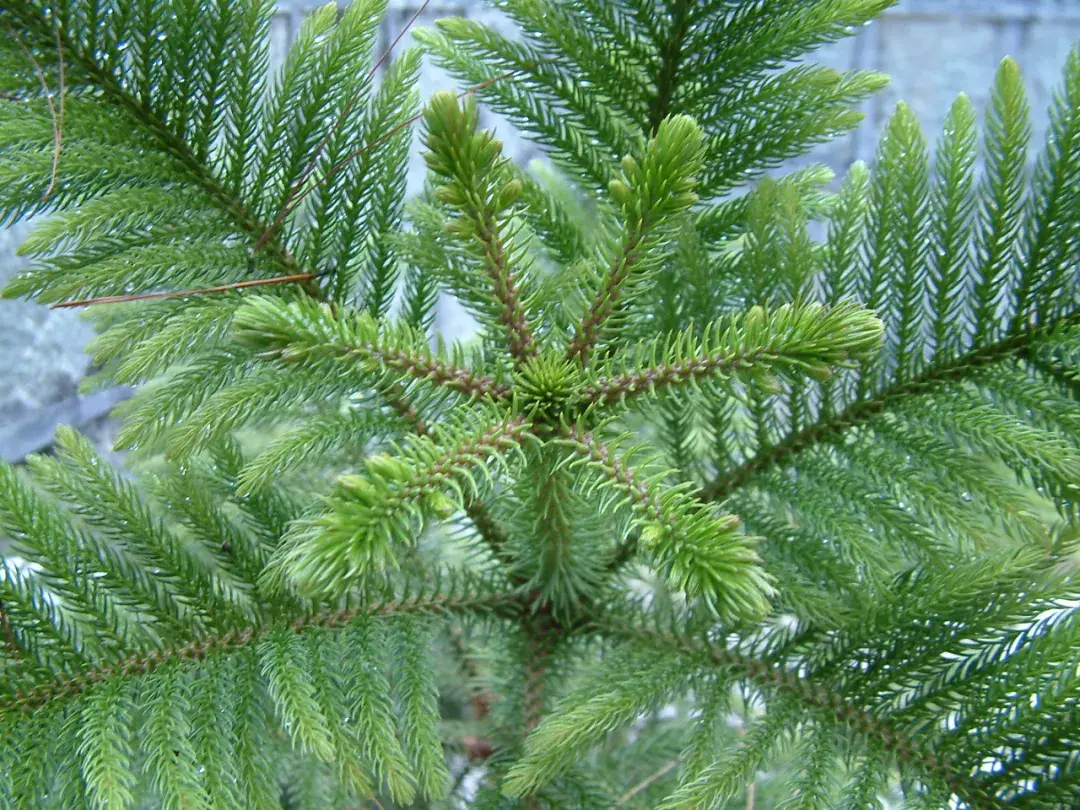 庭院常用植物·乔木篇 - 知乎