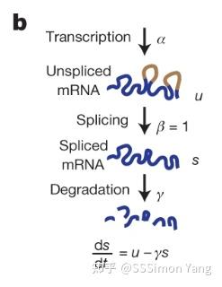 2020-011 RNA velocity of single cells - 知乎