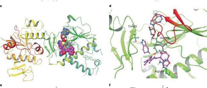 【Nature】RNA 帽甲基转移酶（NSP14 ）小分子抑制剂治疗冠状病毒 - 知乎