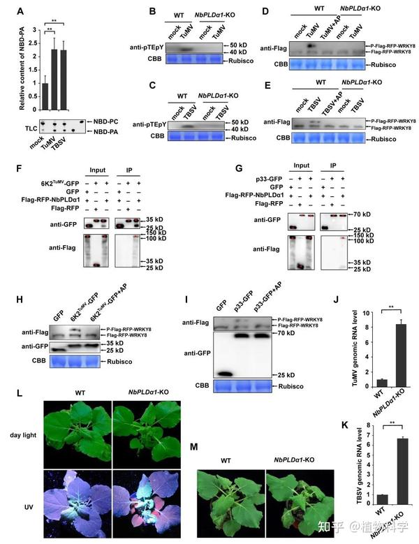 Plant Com | 河南农大孙航军副教授发现植物通过磷脂酸激活MAPK途径以抵抗正链RNA病毒侵染 - 知乎