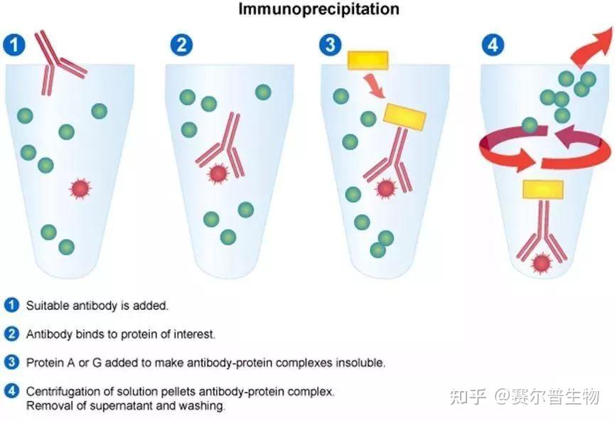 一文分清IP、co-IP、ChIP、RIP、pull-down！ - 知乎
