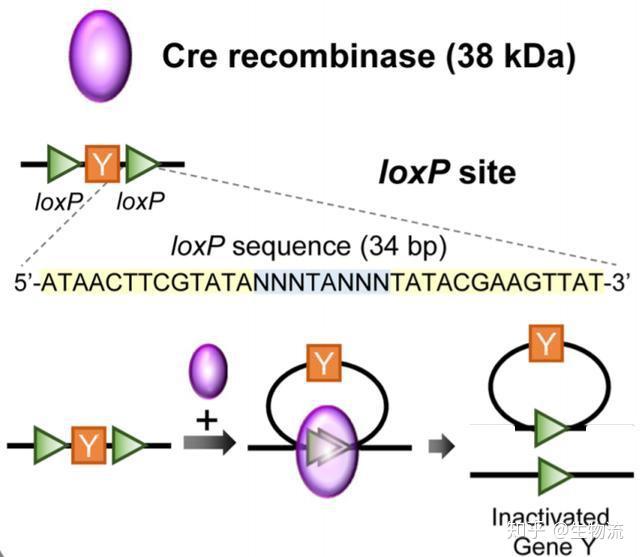 基因的时间开关——CreERT系统 - 知乎
