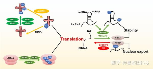 易基因｜深度综述：RNA m5C修饰的生物学及在肿瘤发生和免疫治疗中的作用 - 知乎