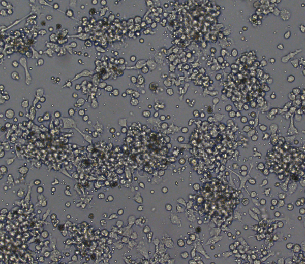 巨噬细胞介绍以及M1/M2极化实验 - 知乎