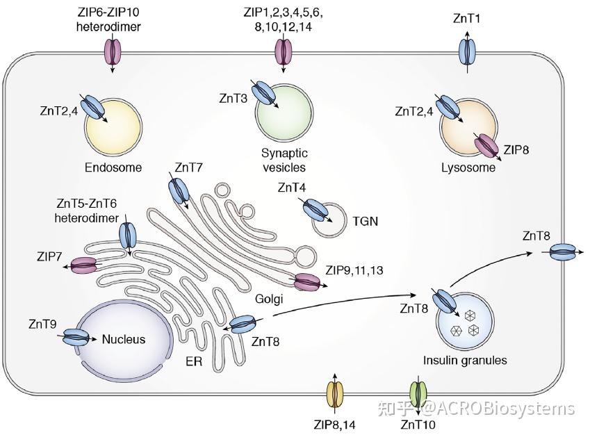 ACROBiosystems百普赛斯LIV-1蛋白，行业鲜见，助力ADC研发 - 知乎