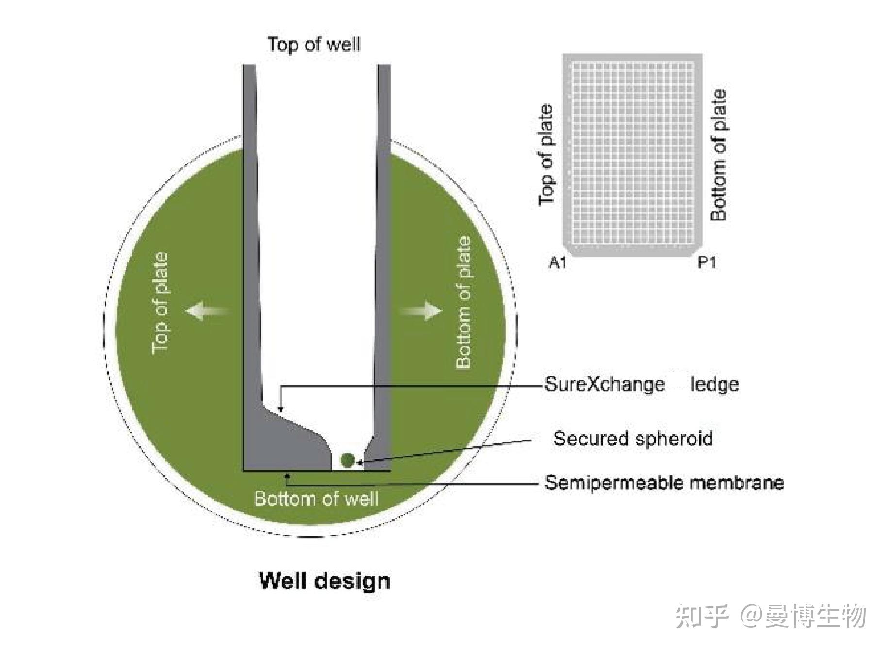 使用Akura系列培养板开展肿瘤微球无支架3D细胞培养 - 知乎
