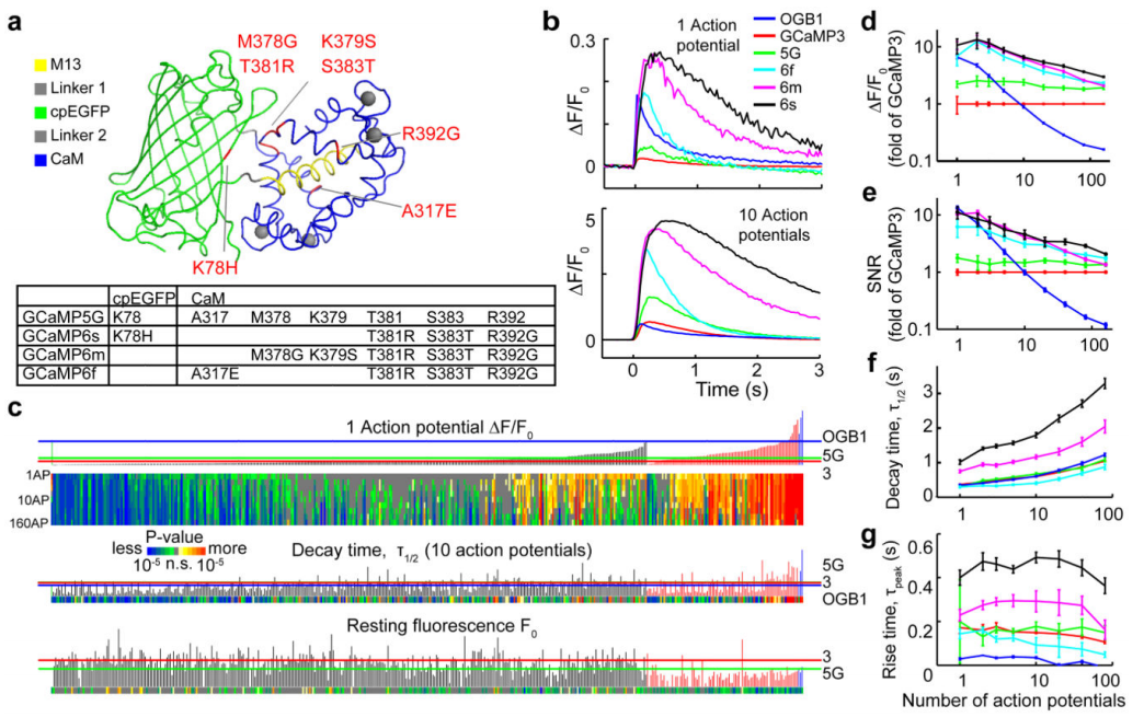 【新手指南】一文让你迅速了解钙成像技术！ - 知乎