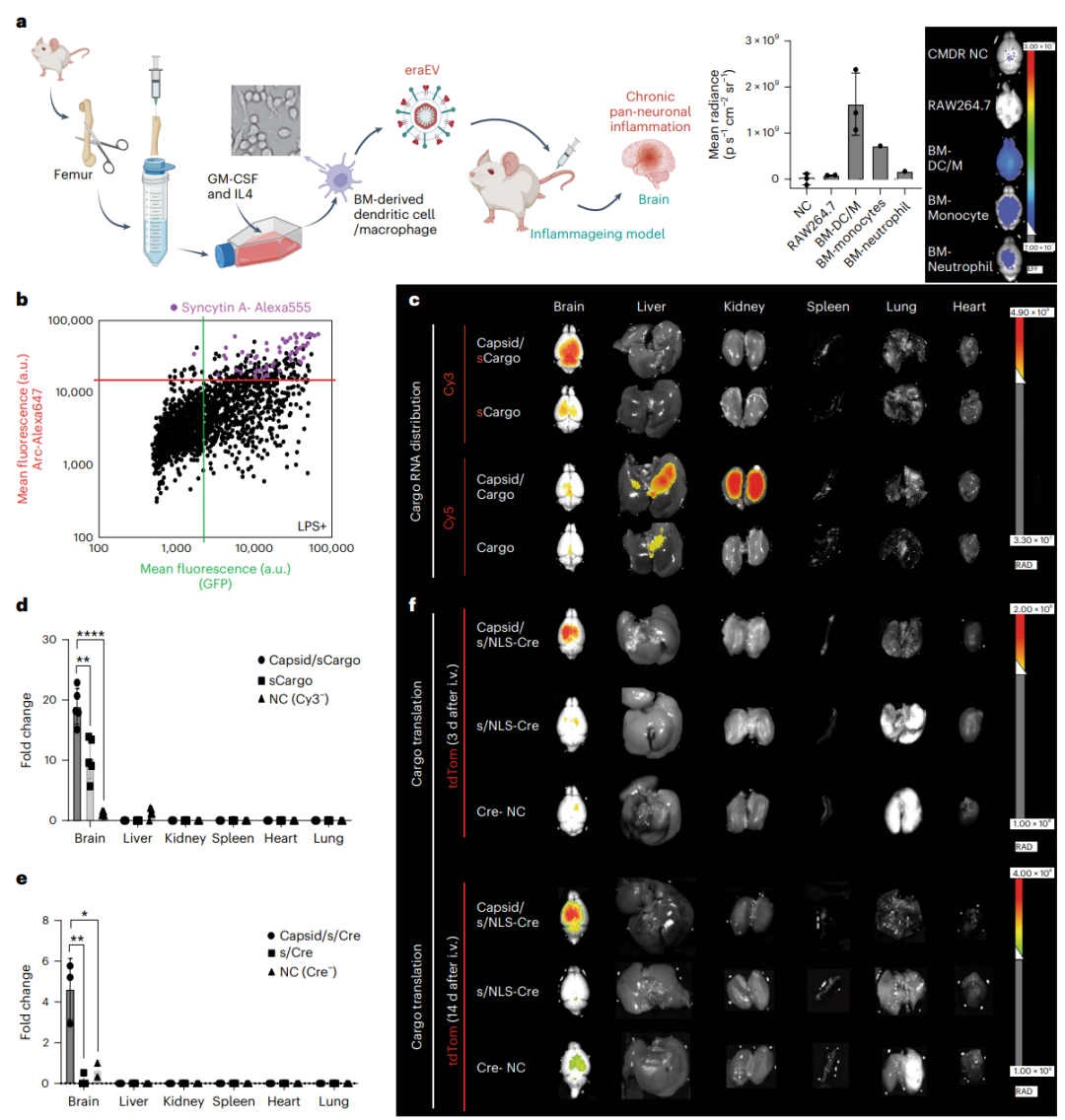 Nature子刊 |“类病毒化”细胞外囊泡与5'UTR协同，增强递送mRNA至大脑神经元 - 知乎