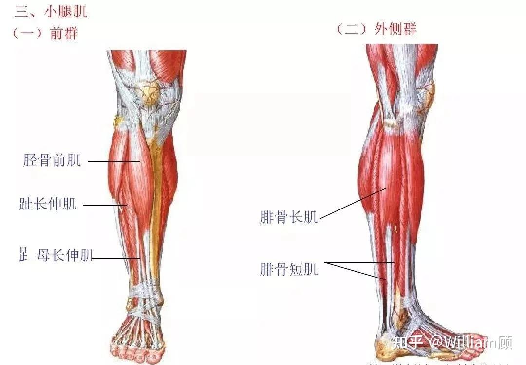 《人体解剖学》肌学 下 知乎