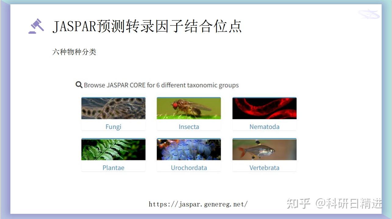 JASPAR预测转录因子结合位点 - 知乎