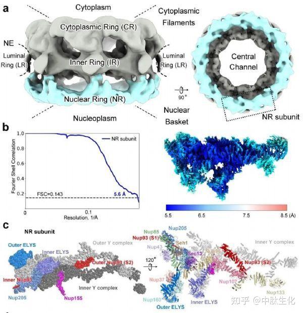 Cell Research：西湖大学施一公团队首次揭示核孔复合物核质环的冷冻电镜结构 - 知乎