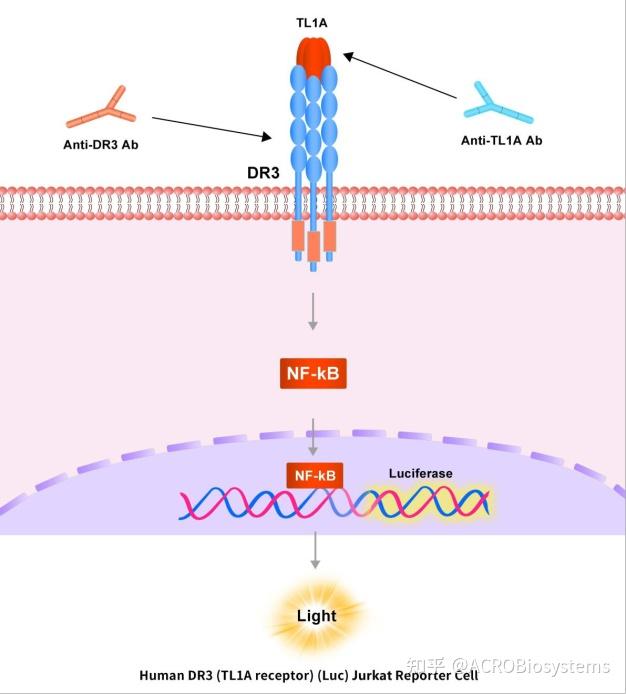 TL1A报告基因细胞株：自免疾病明星靶点TL1A药物开发 - 知乎