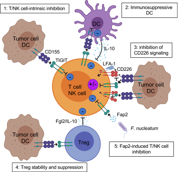 TIGIT抑制剂的研究进展 - 知乎