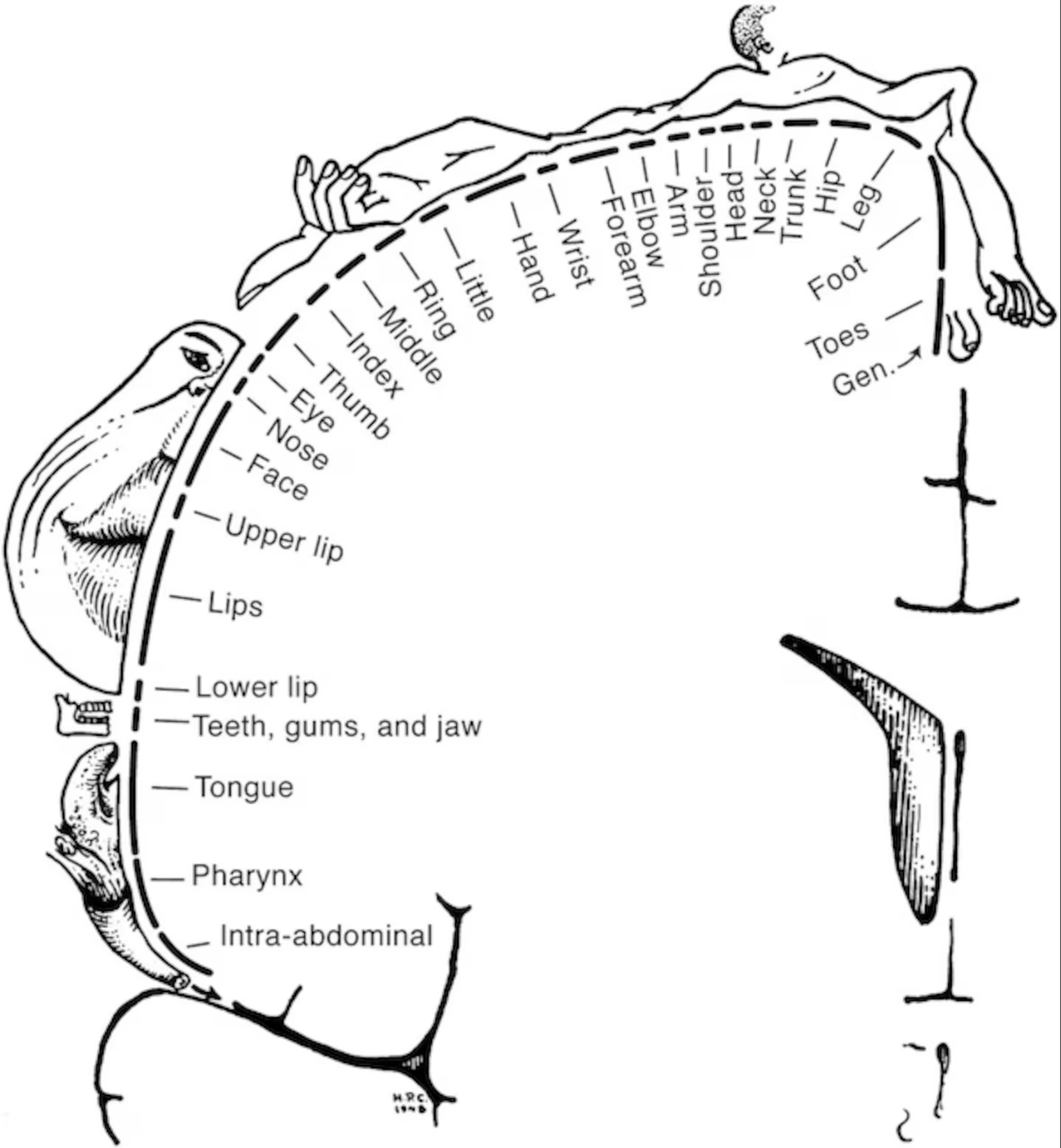 脑机启侦|每周一篇轻百科——Wilder Penfield：点亮大脑地图的先行者（09.28） - 知乎