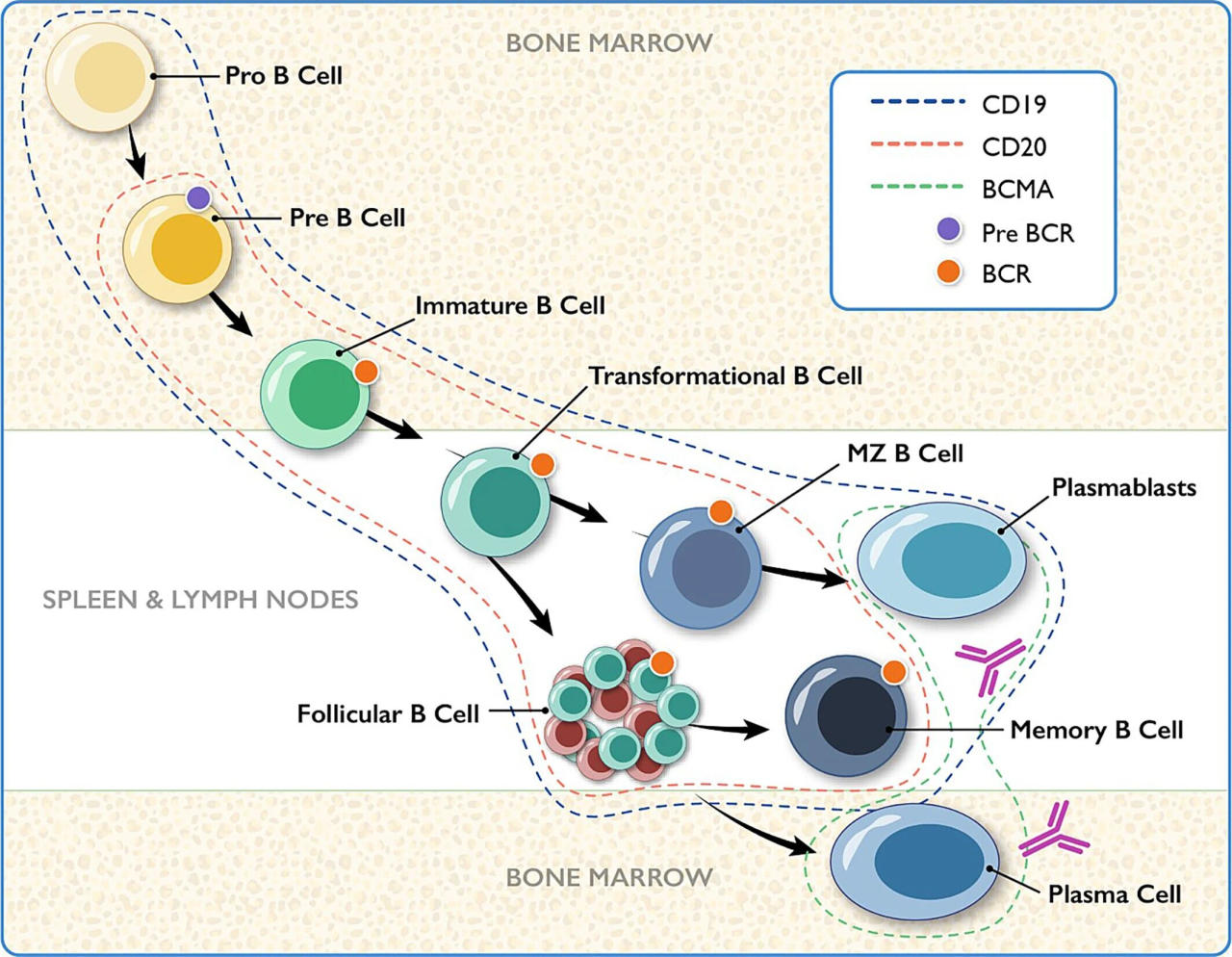 CD3/CD19/BCMA 从肿瘤免疫到自身免疫性疾病的多面利器 - 知乎